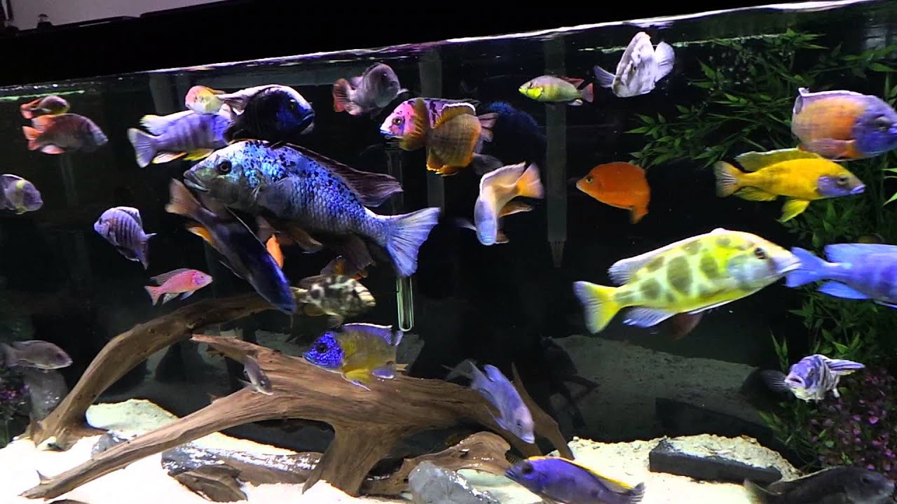 Mixed African Cichlids - YouTube