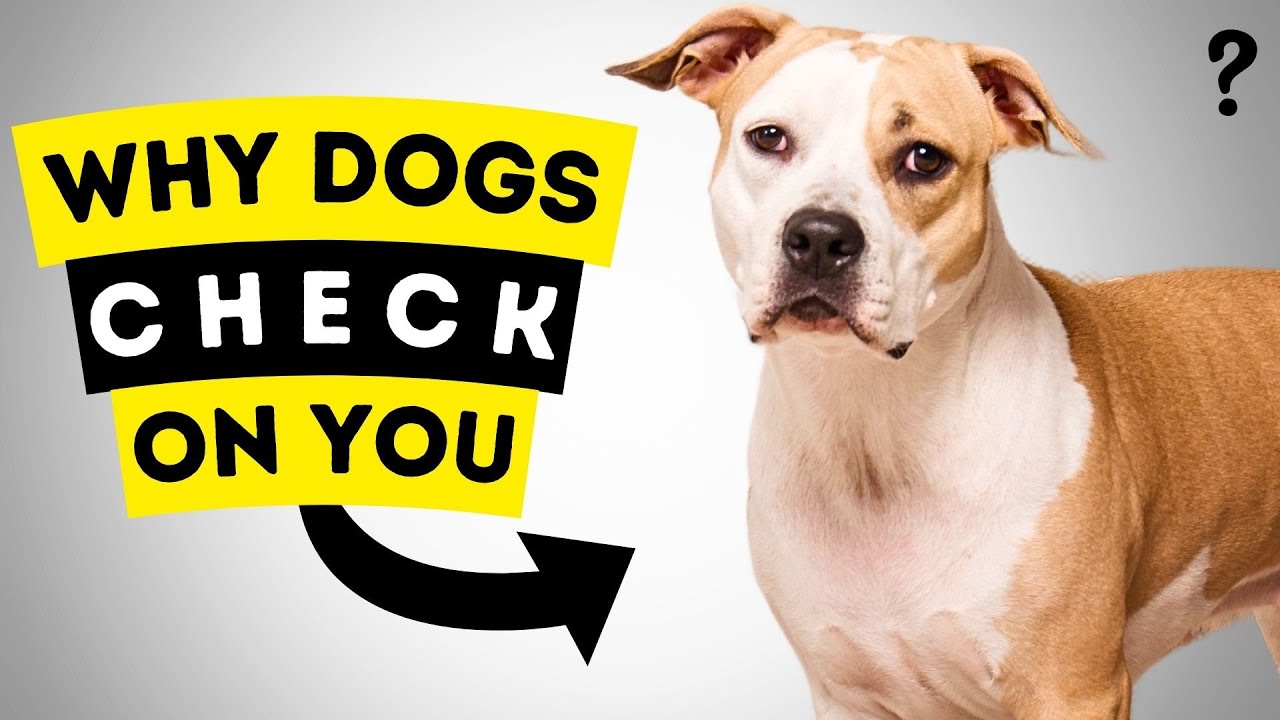 Why Your Dog Keeps Checking On You: 7 Fascinating Reasons - YouTube