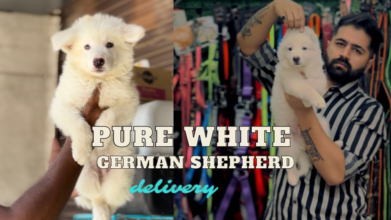 Pure white German Shepherd Puppy Delivery | Rare Puppy | Dog | 💕💕 ...