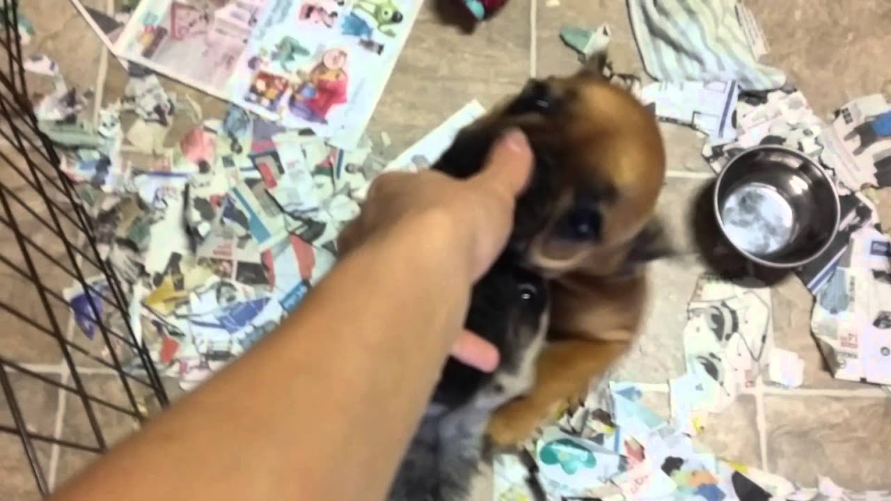 Red female and Fawn male - YouTube