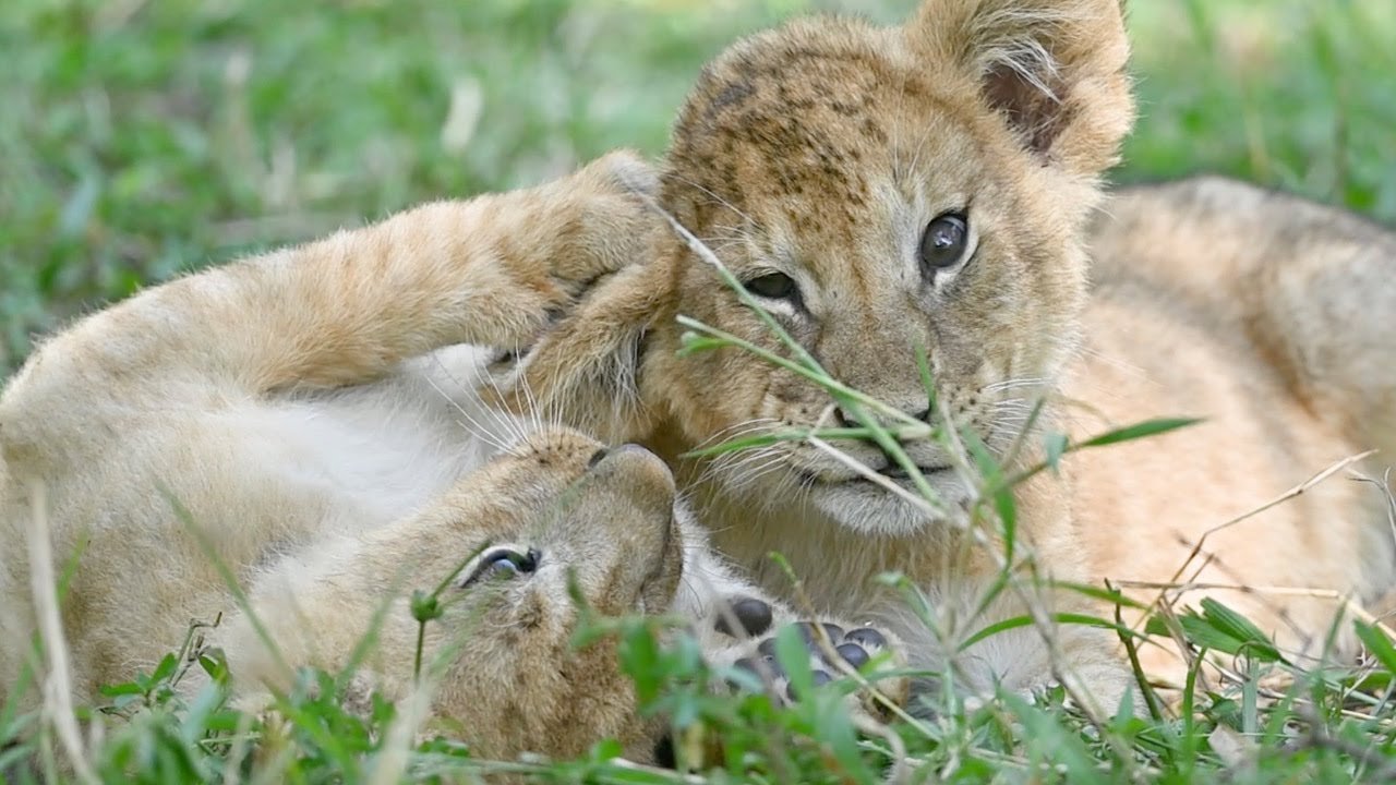 SO CUTE!! Adorable Lion Cubs Play Together (Cute Lion Cubs Playing ...
