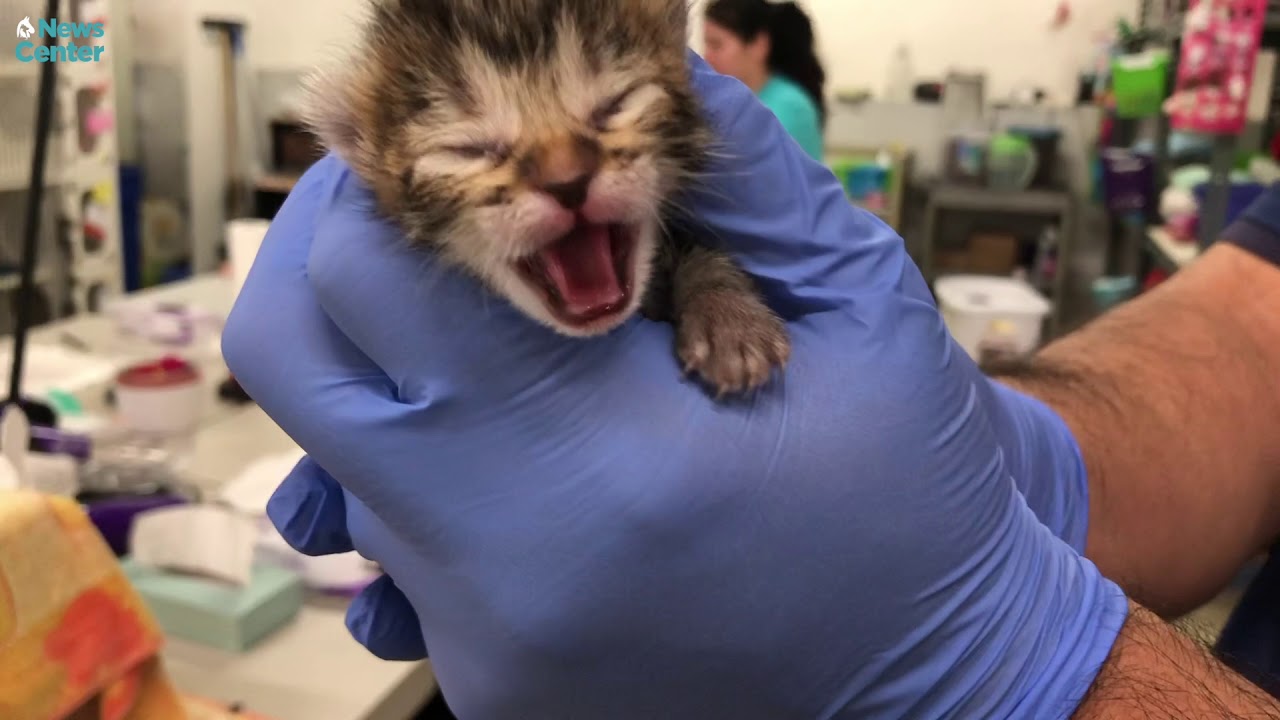 Kitten Nursery is Open and Needs Fosters - YouTube
