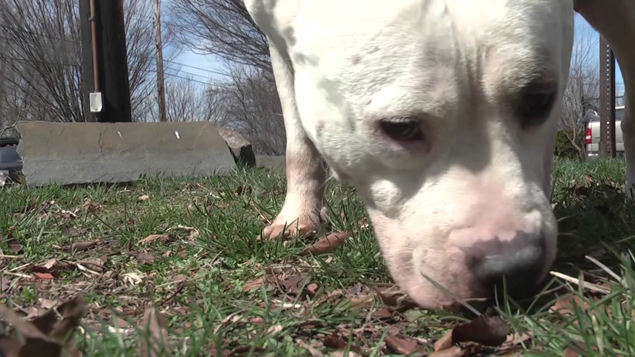 Victoria Saha Reporter Reel 2017 - YouTube