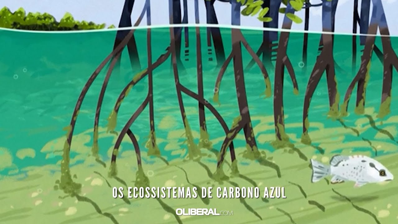 Os ecossistemas de carbono azul - YouTube