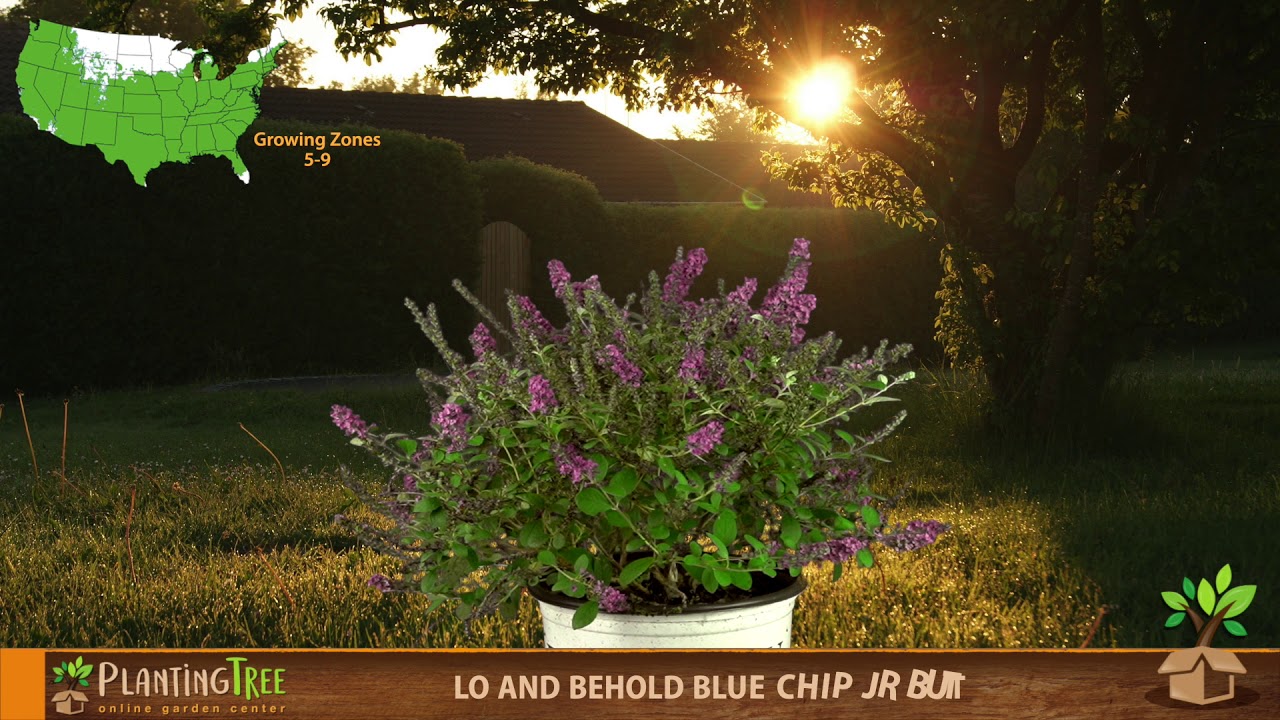 Lo and Behold Blue Chip | PlantingTree™ - YouTube