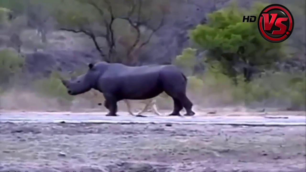Lion vs Rhino - Lion vs Tiger - Lion vs Lion - YouTube