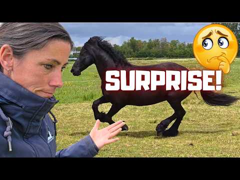 2 HUGE SURPRISES!! But I’m Not Sure I’m Happy About one... Don’t Miss This! | Friesian Horses