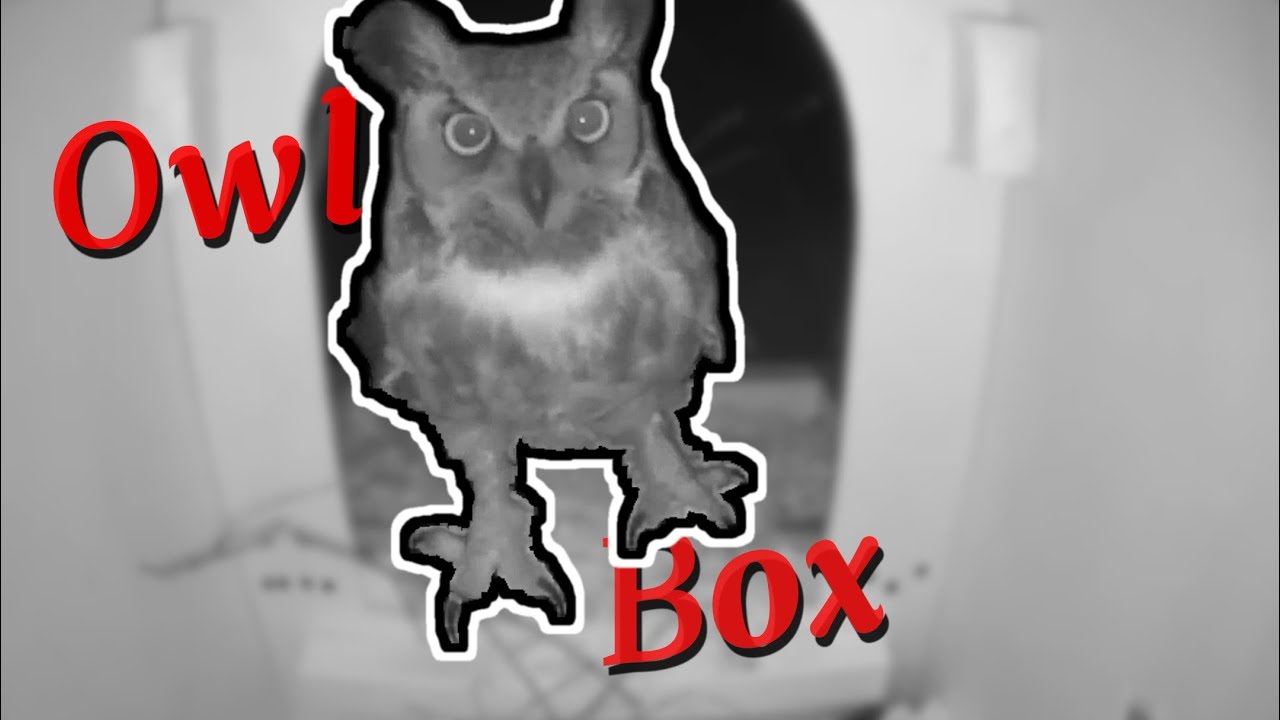 Great Horned Owl Nest Box Feed 1 - YouTube