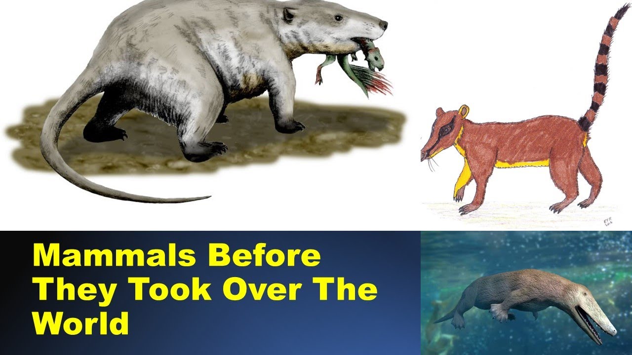 The Initial Stages of Mammals - YouTube