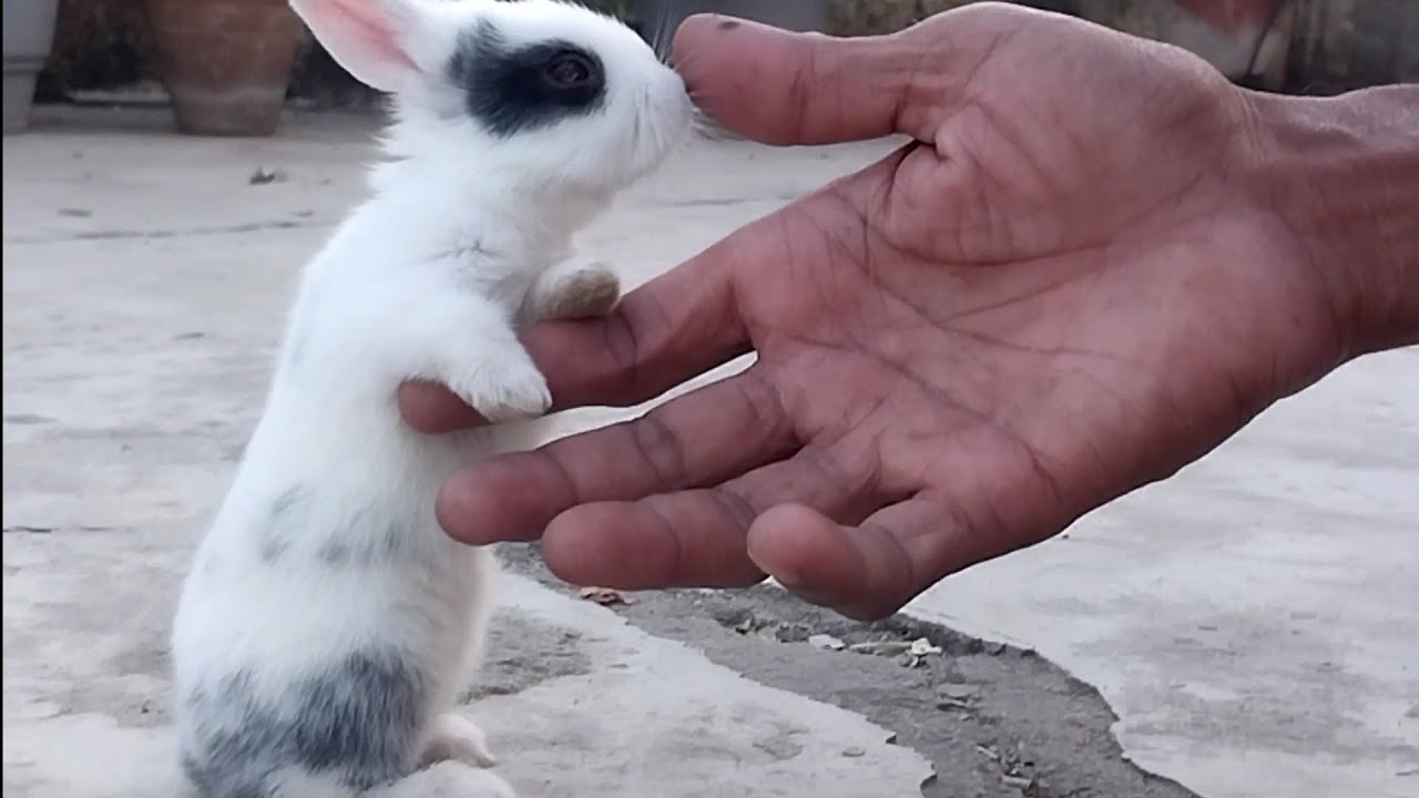 Cute Baby Rabbits Playing, Feeding Activities | Bunny Rabbit (Baby ...