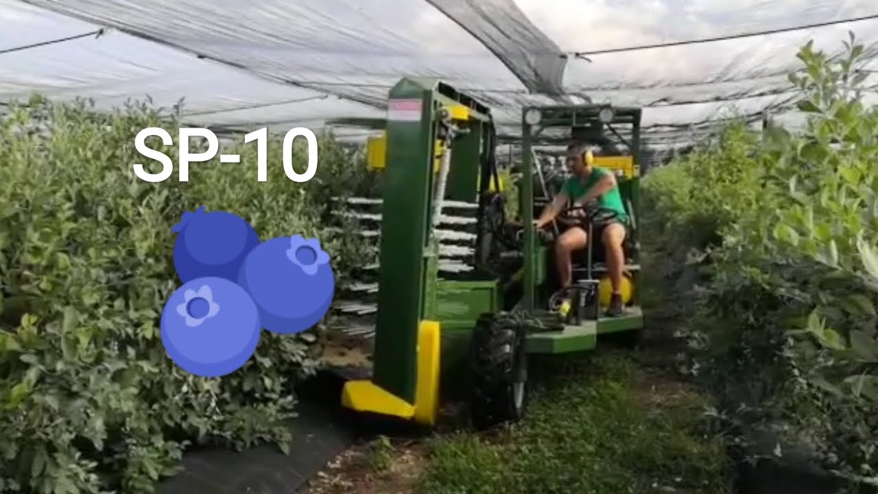 Berba borovnice Italija SP-10 / Blueberry harvest Italy SP-10 - YouTube