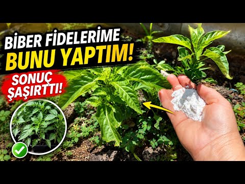     Biber Fidelerine Bu Karışımı Verdim Sonuç İnanılmaz!✅
