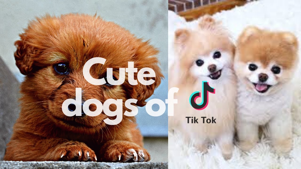Cutest dogs of tiktok 😍😍 - YouTube