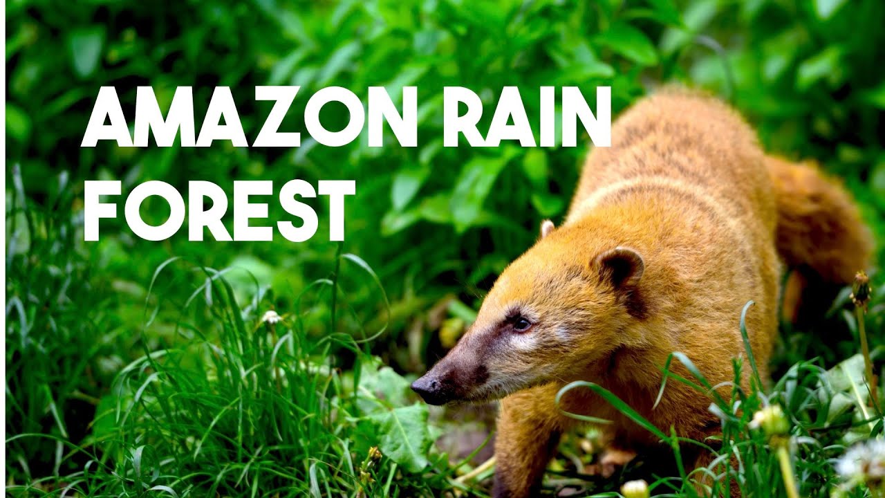 Planet Pals : Amazon Rainforest Adventures - Discovering Amazing ...