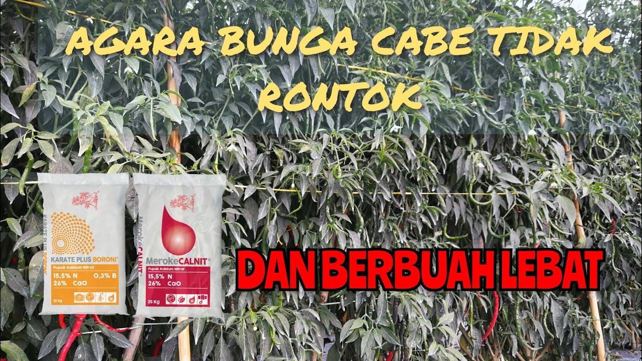 CARA MENGATASI BUNGA CABE RONTOK DENGAN PUPUK KARATEPLUS BORONI DAN ...