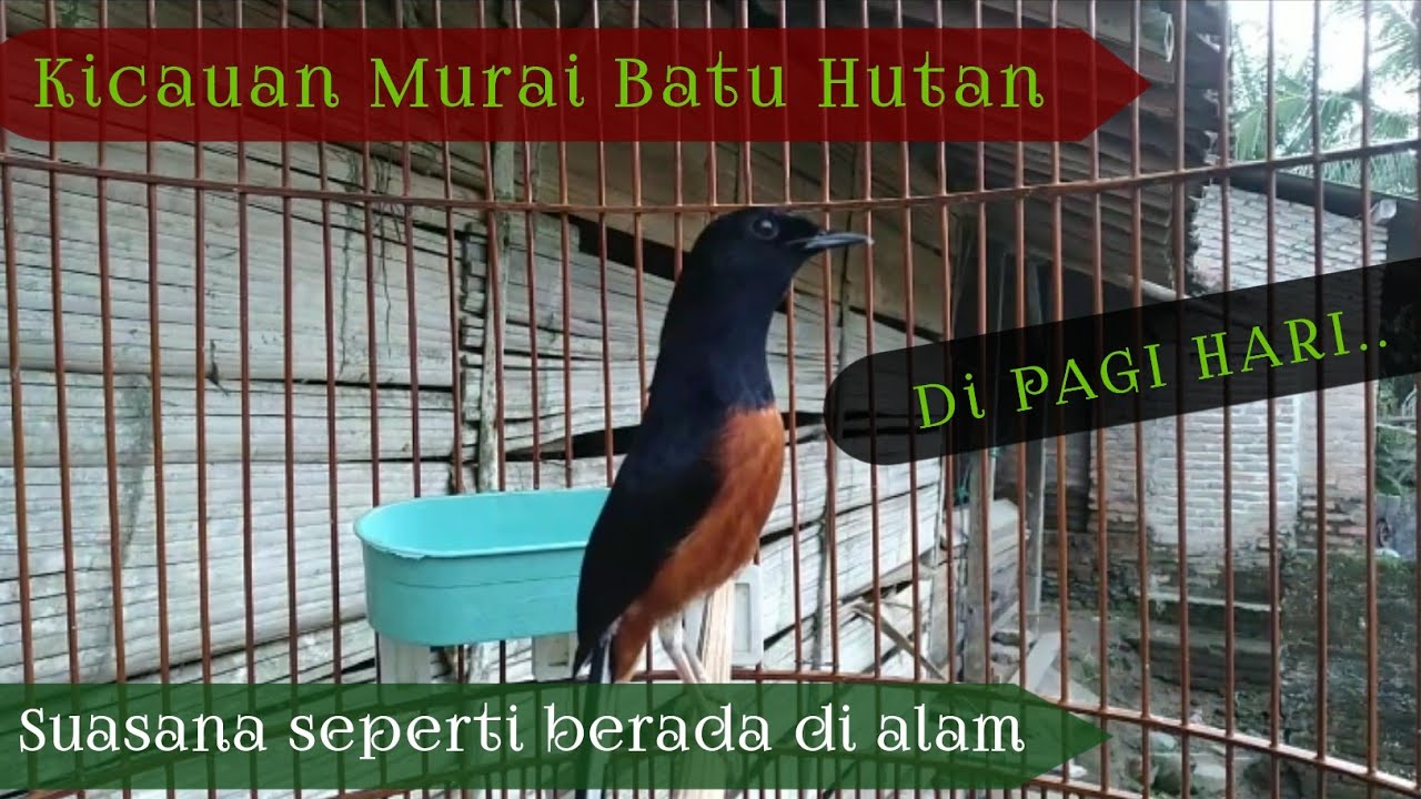Kicaun MURAI batu Hutan⁉️ di PAGI hari..SUASANA seperti BERADA di ALAM ...