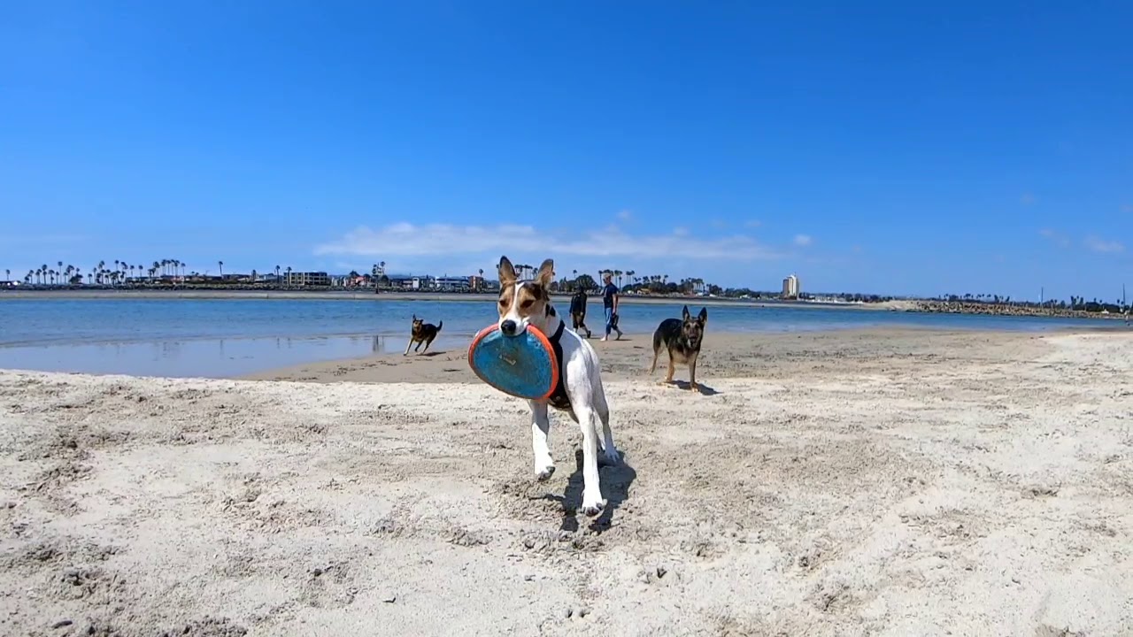 OB Dog Beach - YouTube
