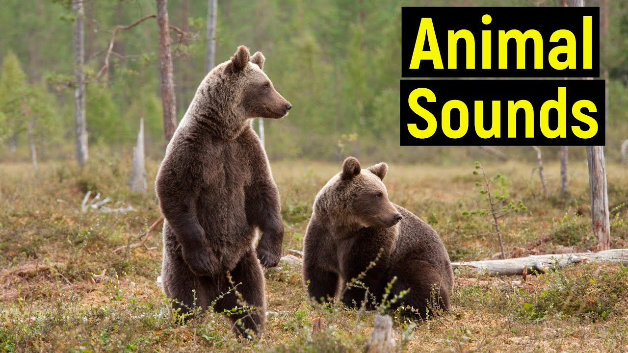 Animal Sounds for Children (100 Amazing Animals) - YouTube
