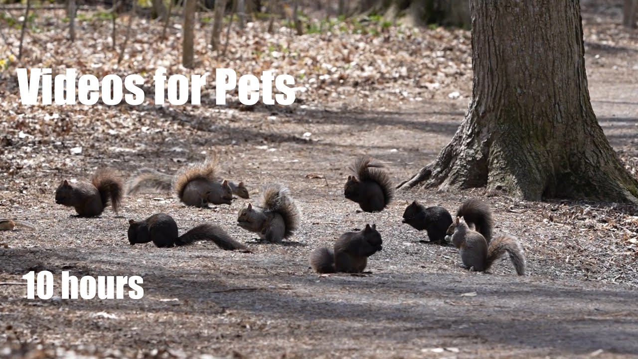 A Scurry of Squirrels in the Forest - 10 Hour Video for Pets and People ...
