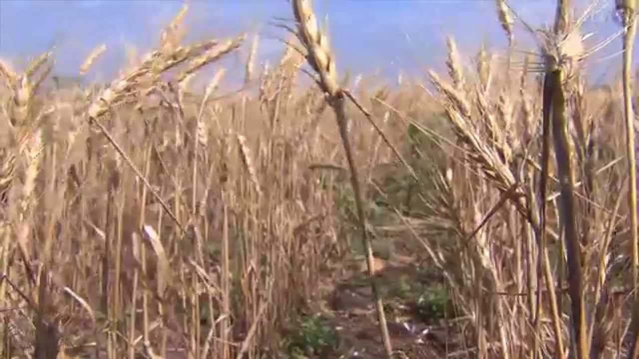 Farmers begin harvest of Oklahoma's smallest wheat crop in more than 50 ...