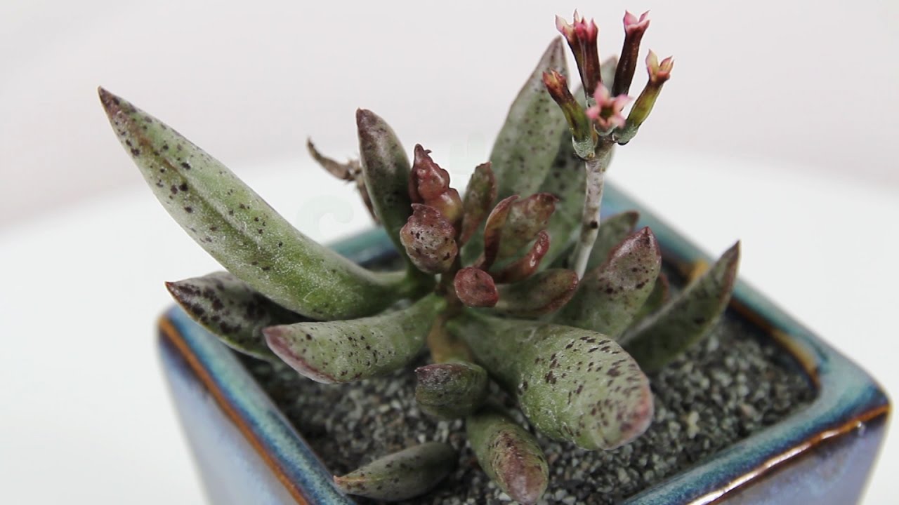 Adromischus - YouTube