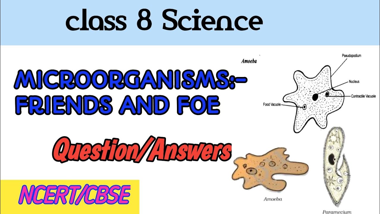 class 8 sci ch 2 question answer | class 8 sci ch 2 microorganisms ...