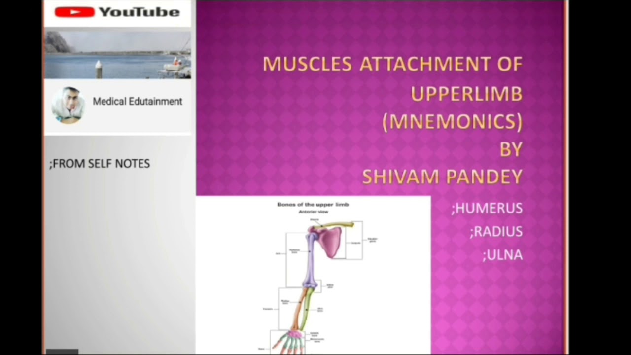 Muscles attachments!!upper limb(mnemonics) - YouTube