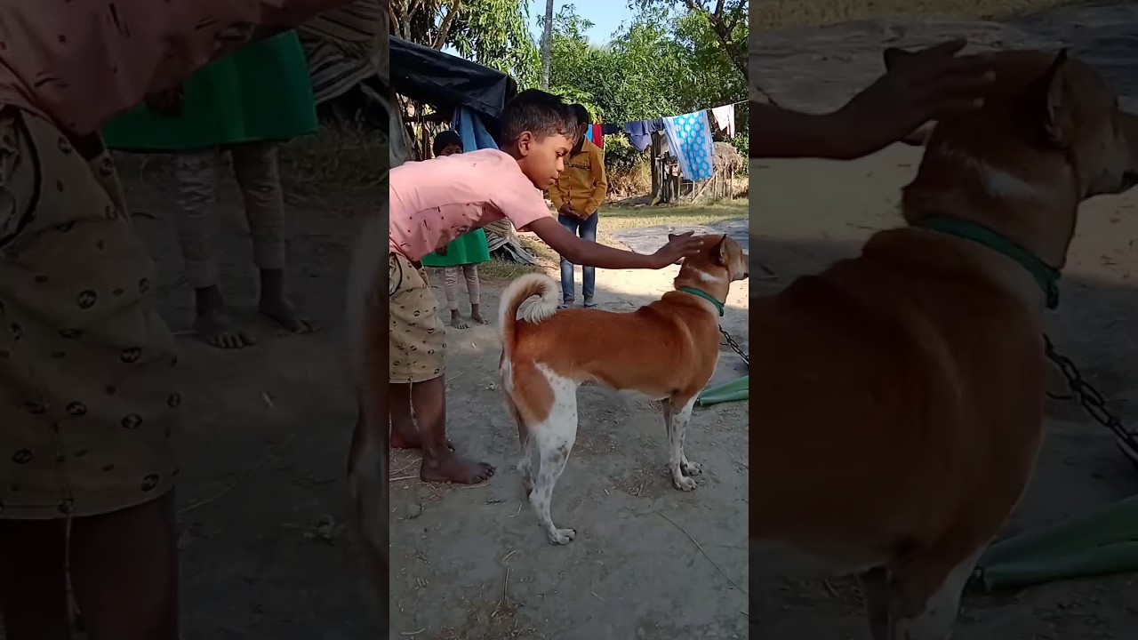 Bikram and Moti(dog)#varieties play contest#viral short video - YouTube