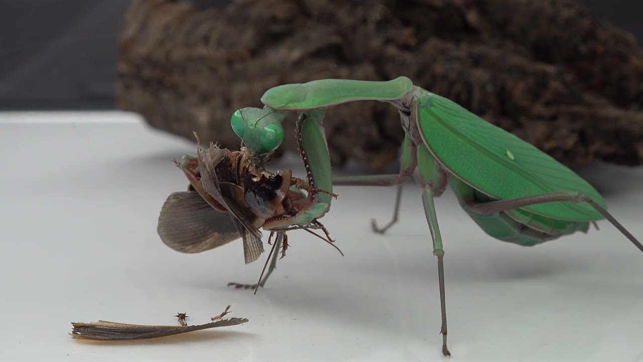 Preying Mantis Grinds Up His Victim / Warning Live Feeding - YouTube