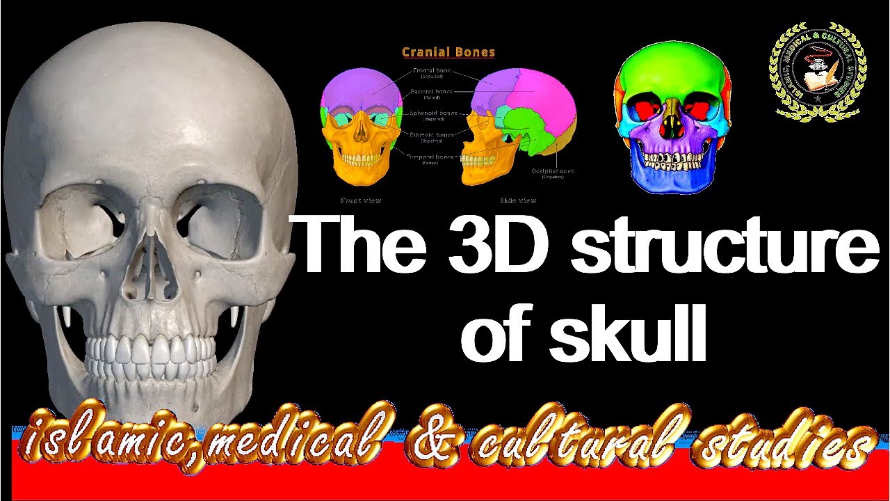 skull anatomy animation | skull suture 3d anatomy | complete anatomy of ...