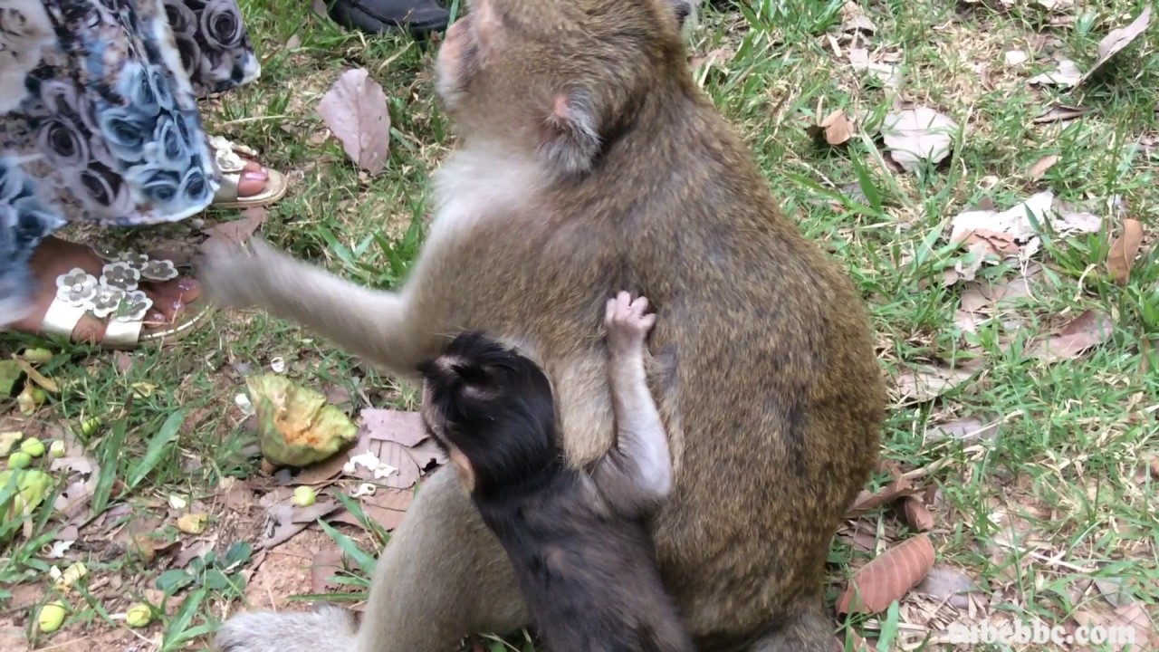 Don't go please give me more - Monkeys life - YouTube