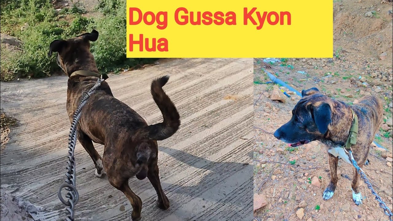 Dog Gussa Kyon Hua - YouTube