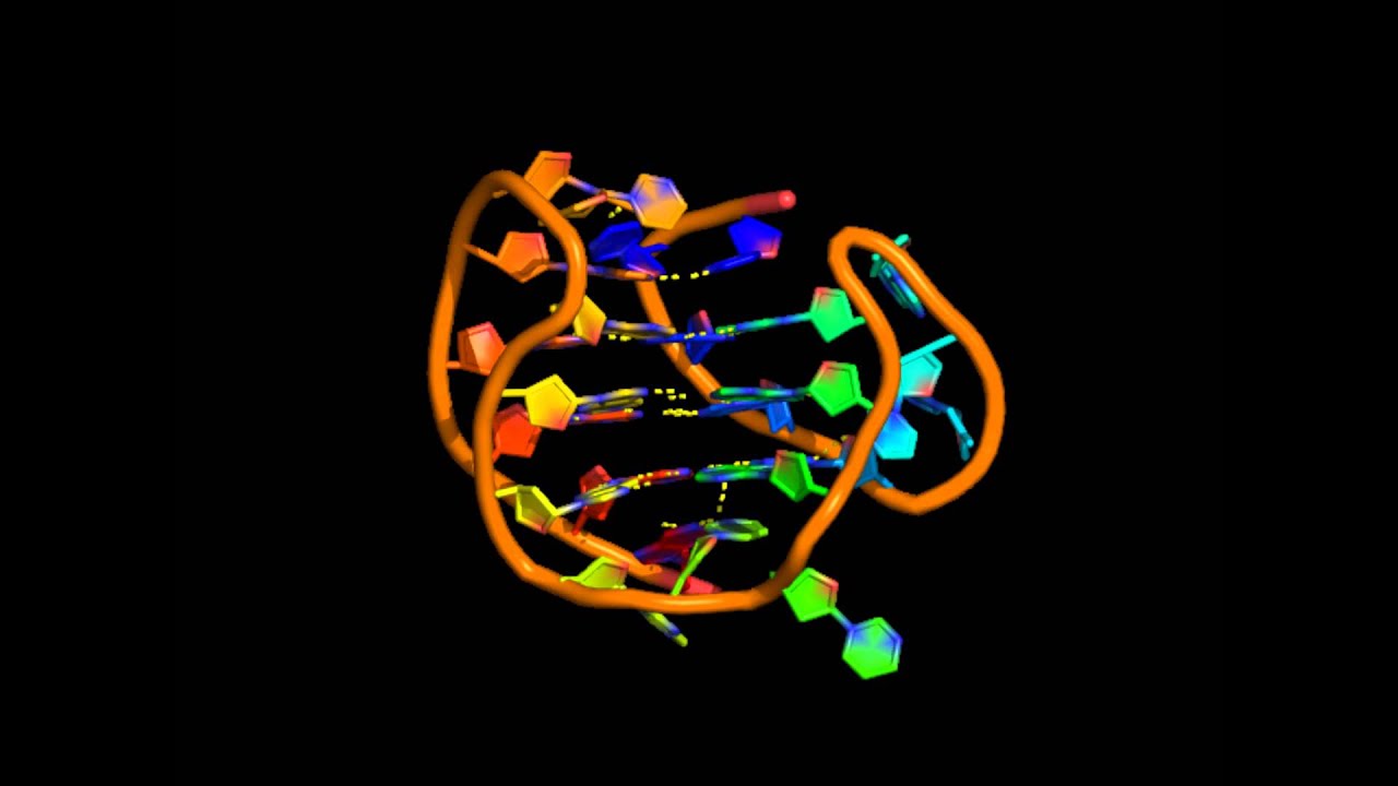 Human telomeric G-quadruplex structure determined by nmr - potassium ...