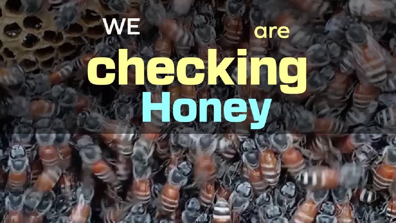 We are checking honey - YouTube