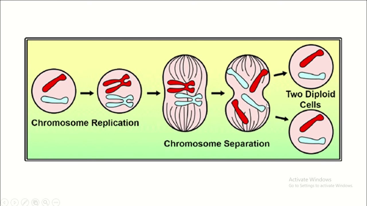 Anaphase Lag Alchetron The Free Social Encyclopedia