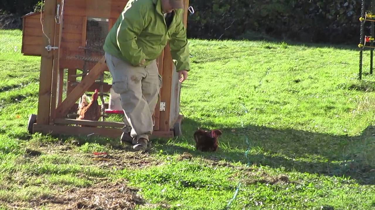 Chicken wrangler - YouTube