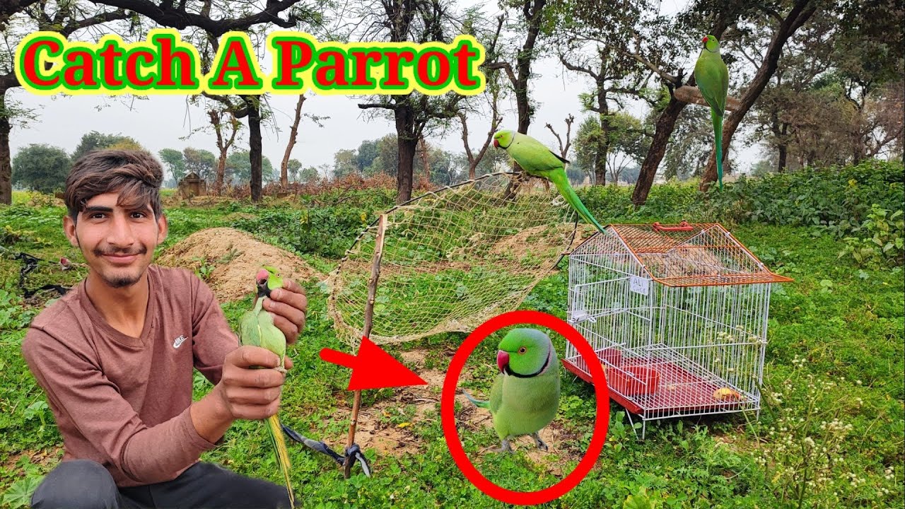 First Time Catch Parrot 🦜 | How to Catch Parrot | Amish Sidhu Vlogs ...
