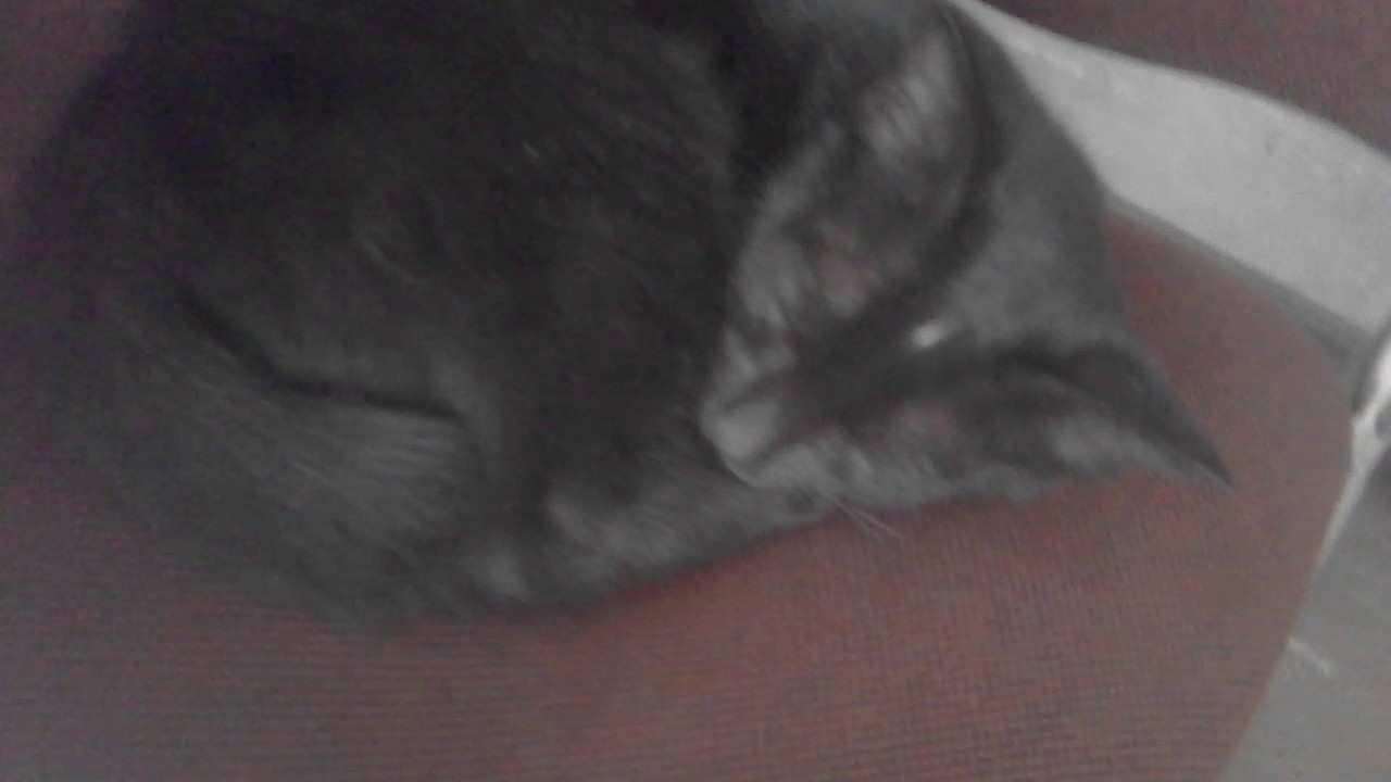 kucing hitam lucu dan buaya - YouTube