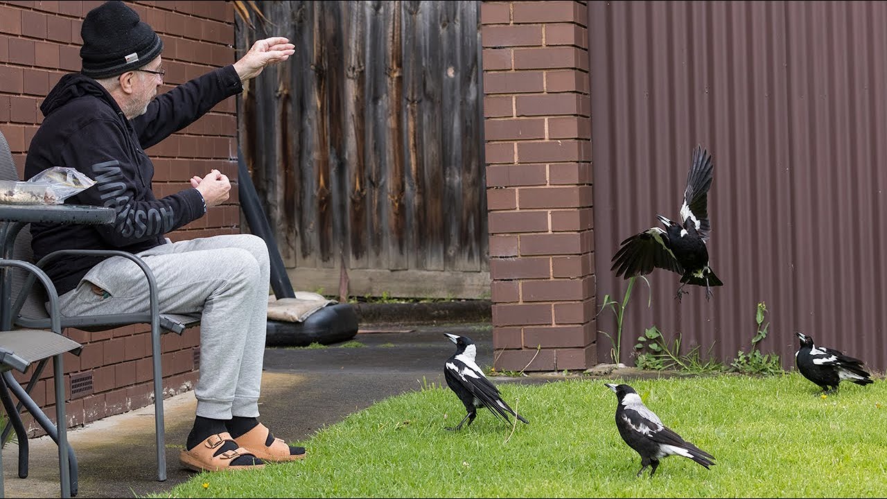 Little Girl is so BRAVE! - Friendly Magpies in the Backyard - YouTube