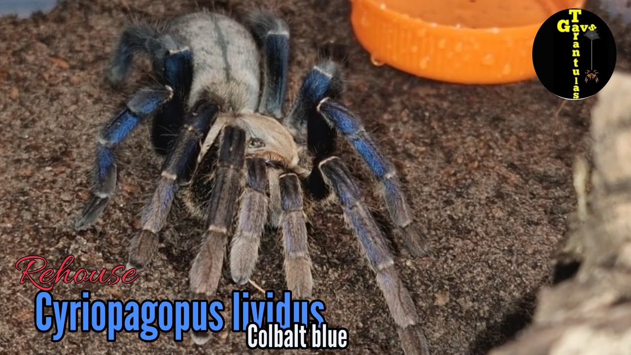 Cyriopagopus lividus the colbalt blue tarantula rehouse - YouTube