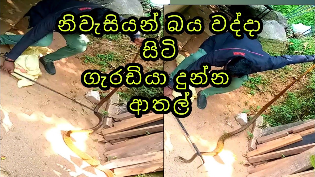 උරගයිගේ පහත් කුලේට අයිති ගැරඩියා|Garadia belongs to the lower class of ...