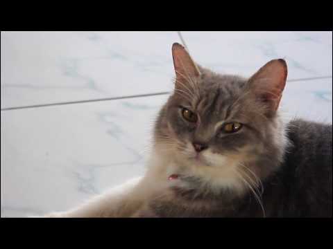 BORA FAMILIES || CAT LOVERS