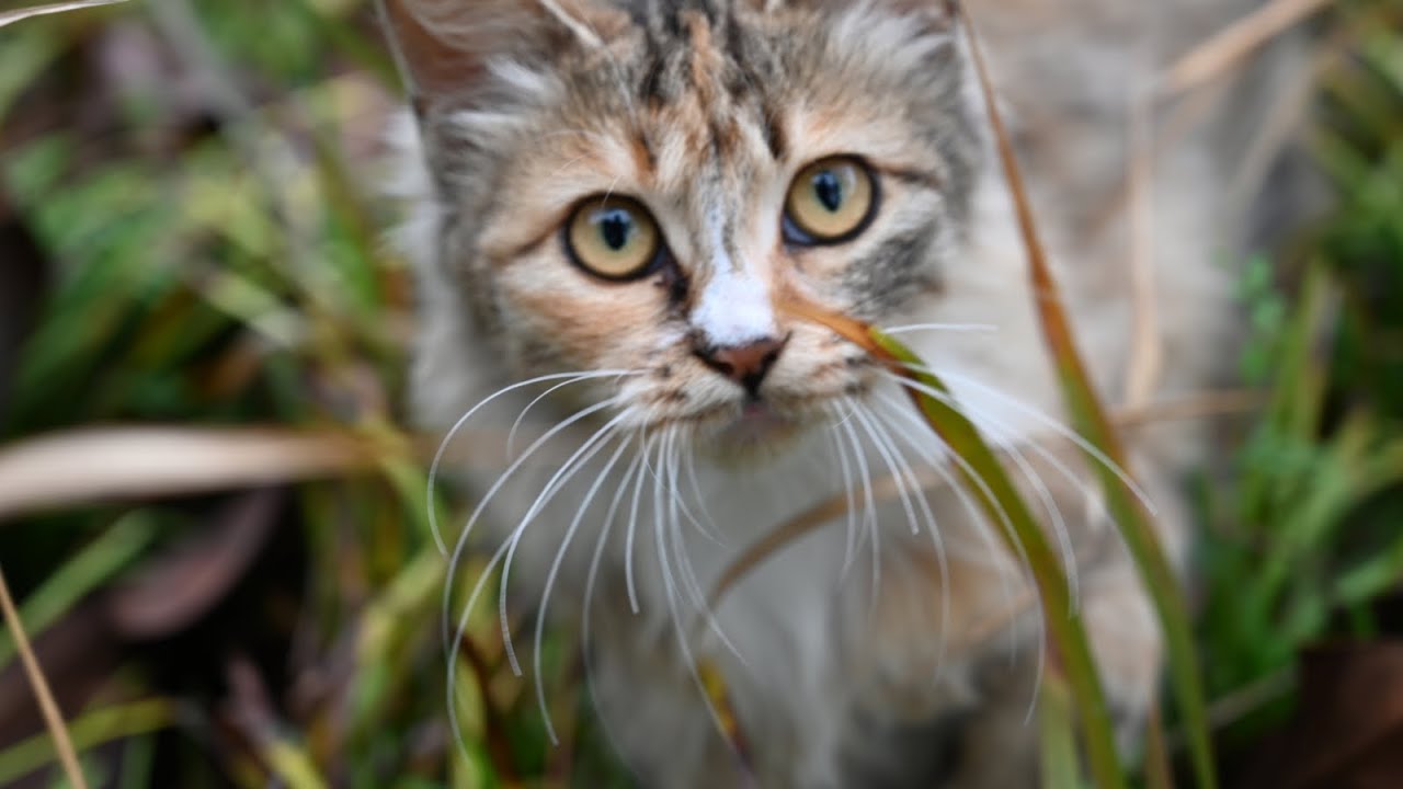 Beautiful stray cats in the wild - YouTube