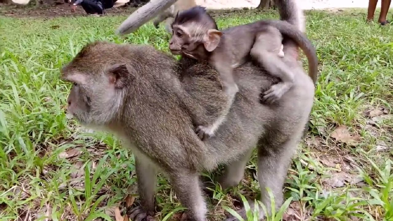 Lovely Baby Monkey Is Always On The Back,Where Do We Go Mommy, Let's Go ...