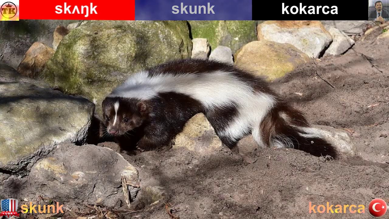 Skunk - Kokarca | English-Turkish Video Dictionary | İngilizce-Türkçe ...