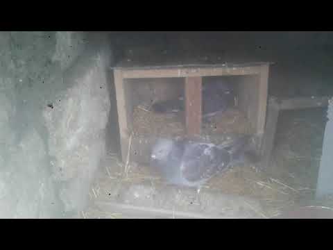 Yeni göyərçinlər takla