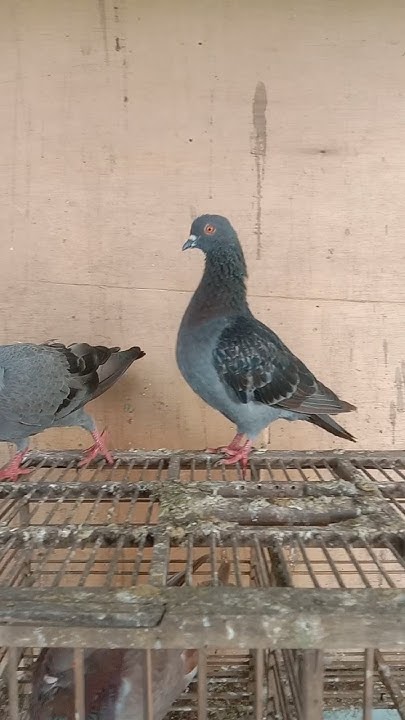 Merpati Megan Vs Tritis Youtube