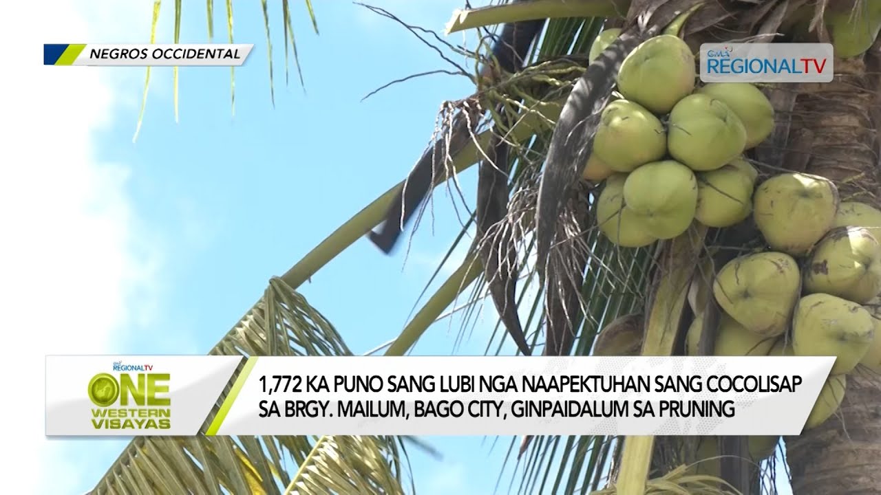 One Western Visayas: 1,772 ka Puno sang Lubi, Naapektuhan sang ...