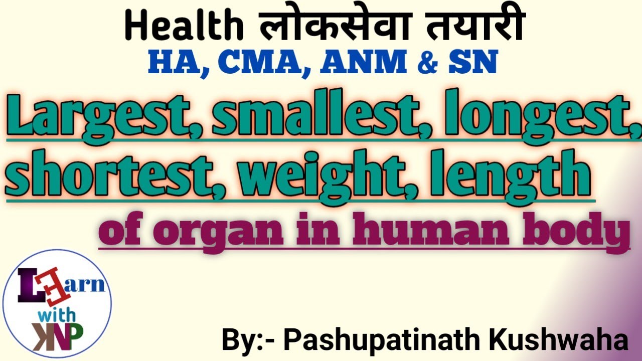 Largest, Longest, Smallest, Shortest, Weight, Length of organ in human ...