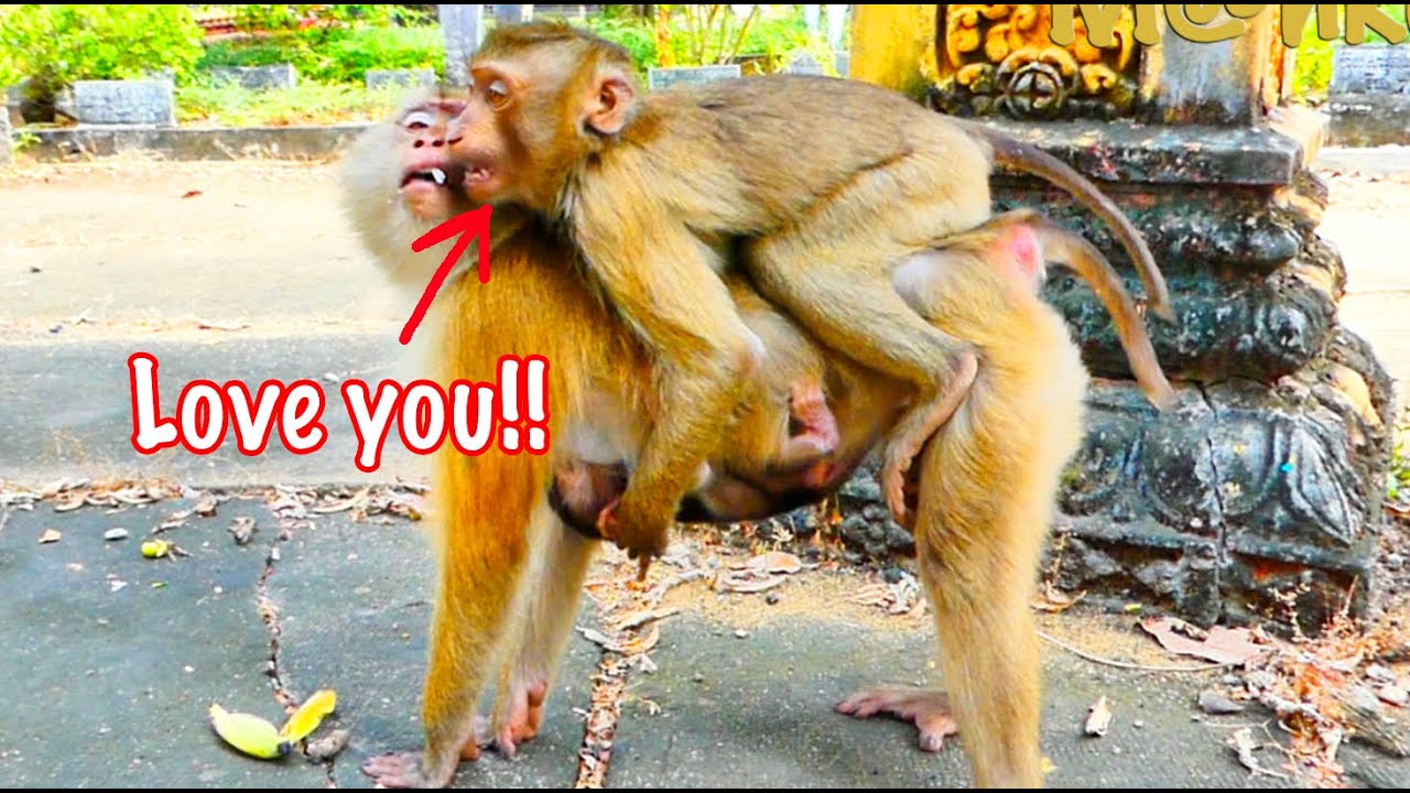 Adorable..! The monkey Loura is very happy with riding and hugs the monkey, Sasha. - YouTube